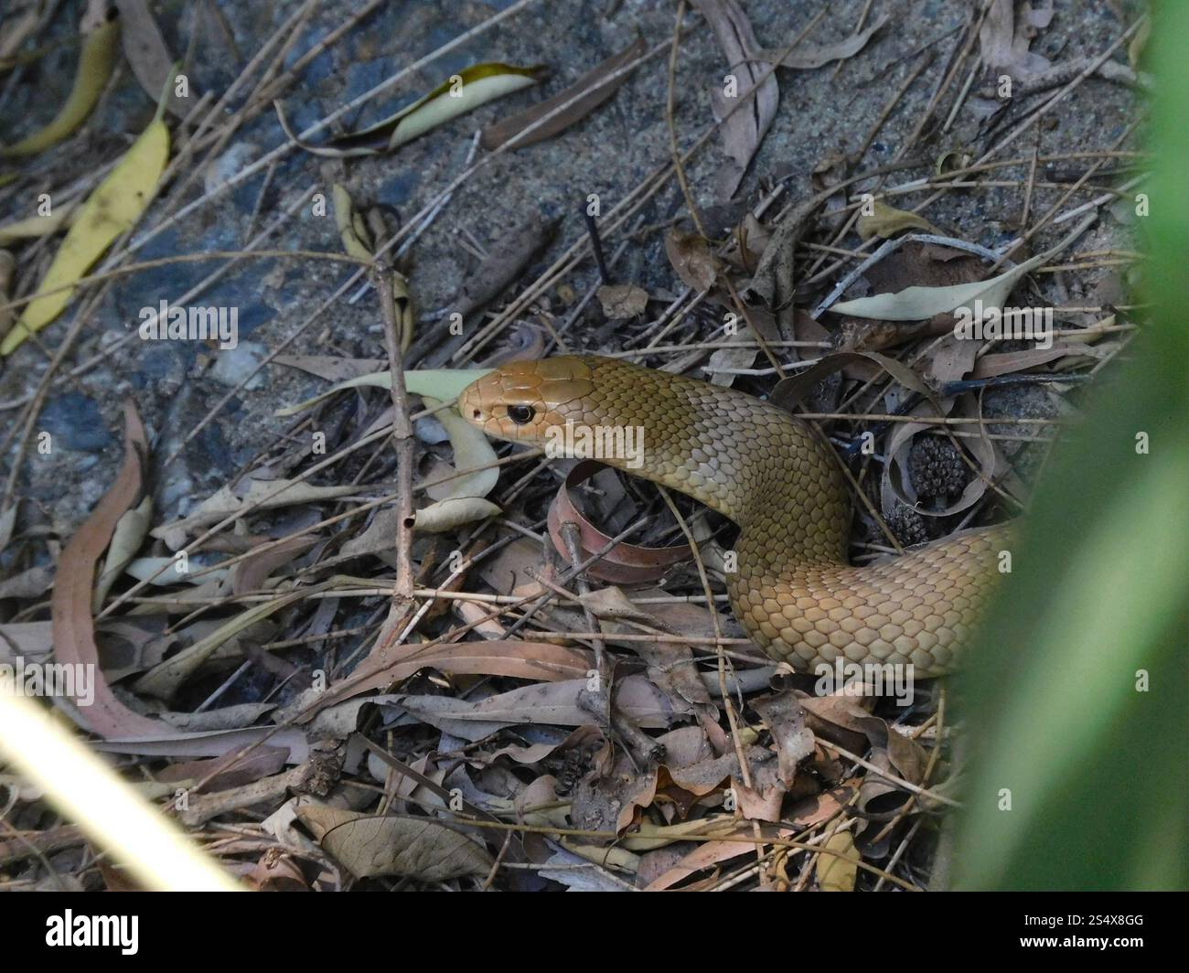 Eastern Brown Snake (Pseudonaja textilis Stock Photo - Alamy