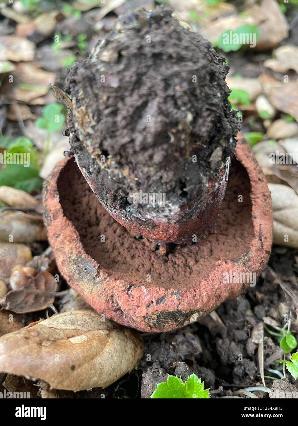 Liver Bolete (Suillellus amygdalinus Stock Photo - Alamy