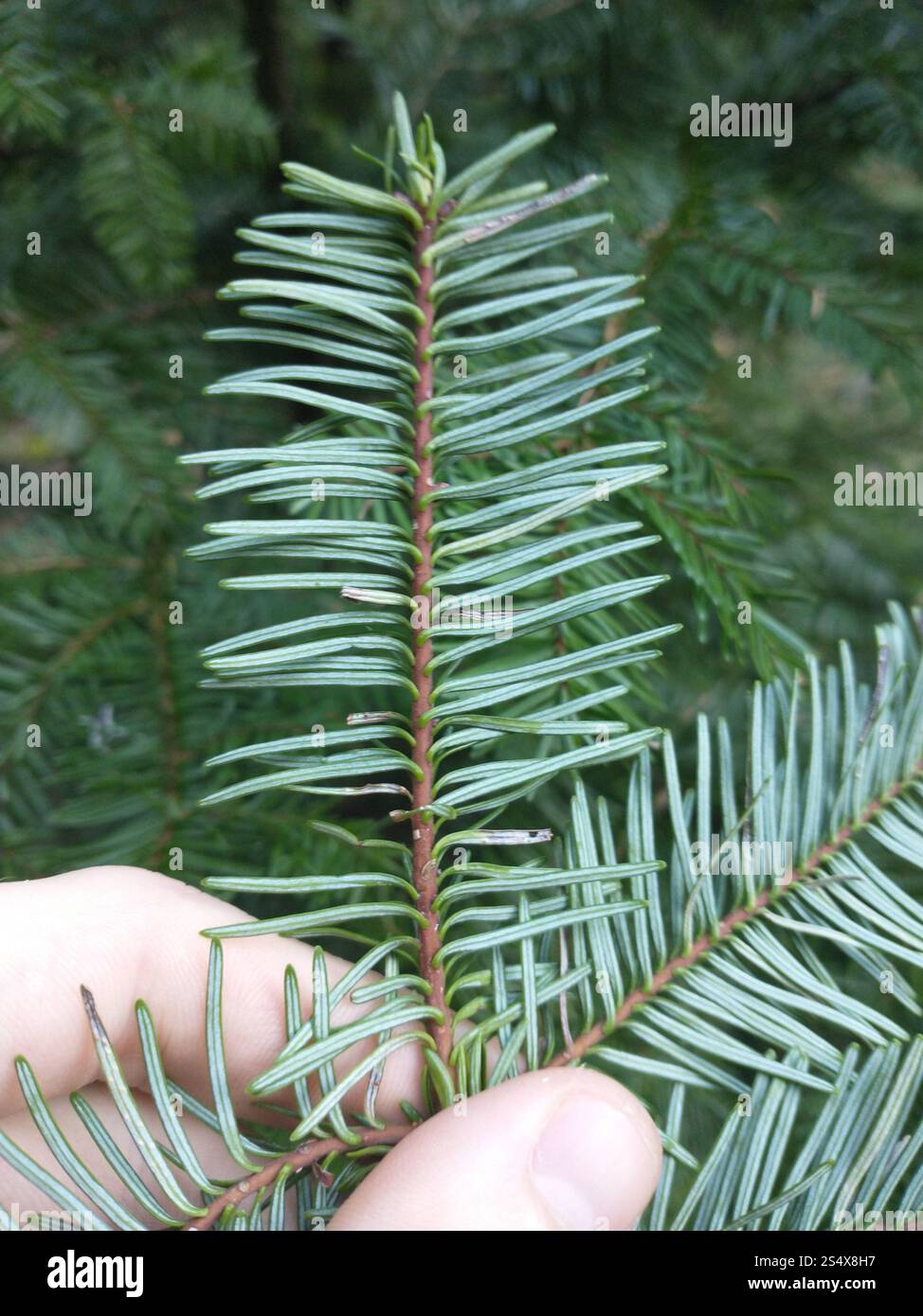 noble fir (Abies procera Stock Photo - Alamy