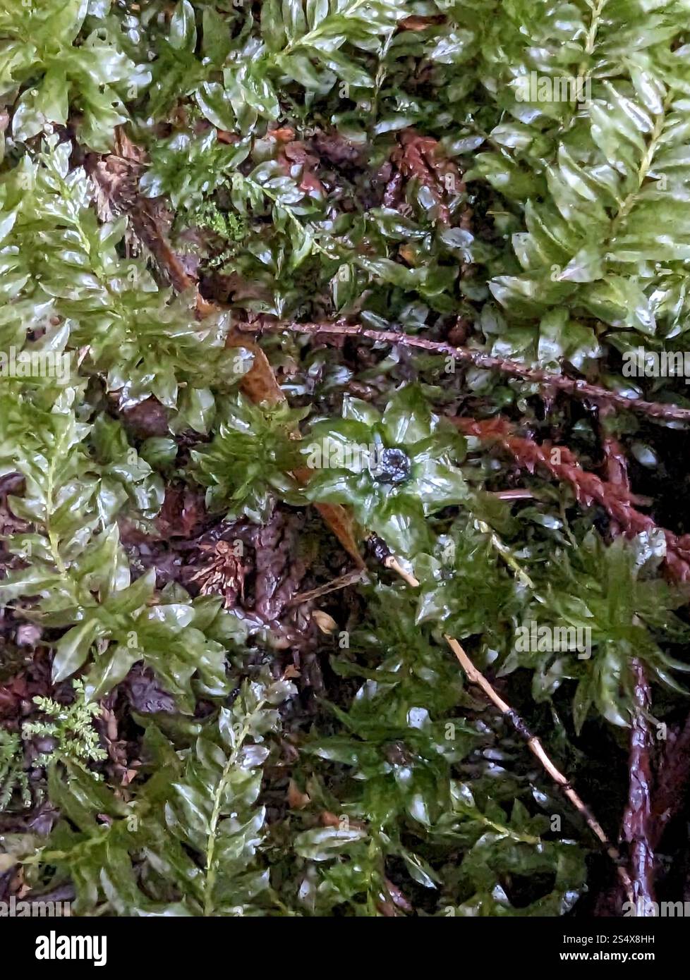 Badge Moss (Plagiomnium insigne Stock Photo - Alamy