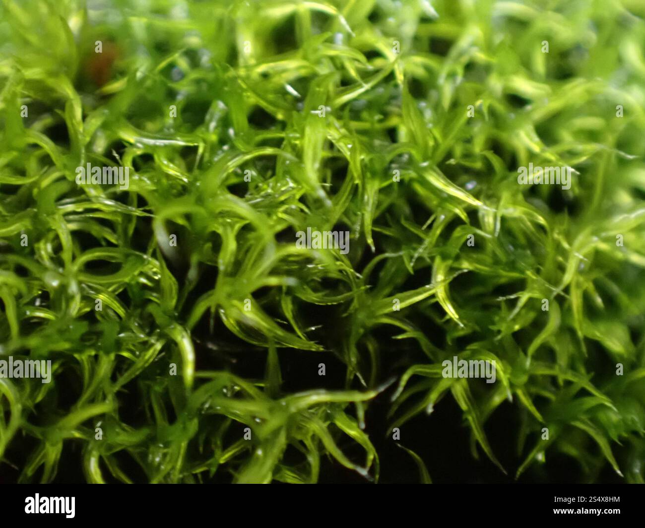 Rock Mosses (Grimmiaceae Stock Photo - Alamy