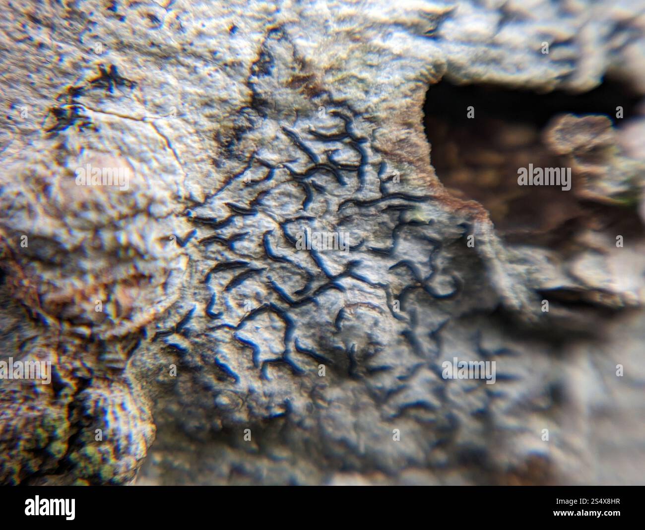 Common Script Lichen (Graphis scripta Stock Photo - Alamy