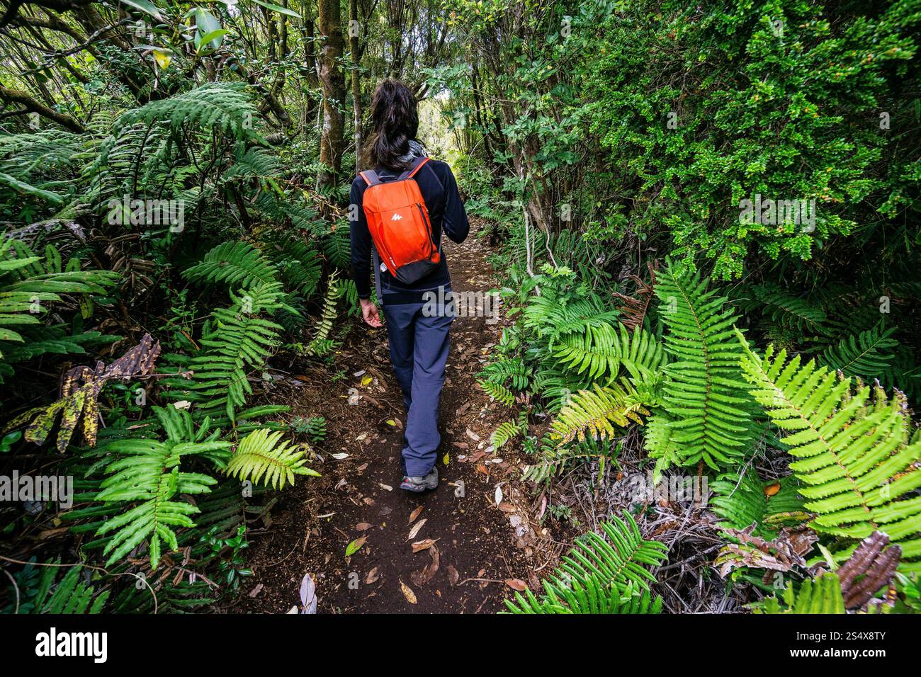 Secondary forest of Canelo - Drimys Winteri- and Coigue -Nothofagus ...