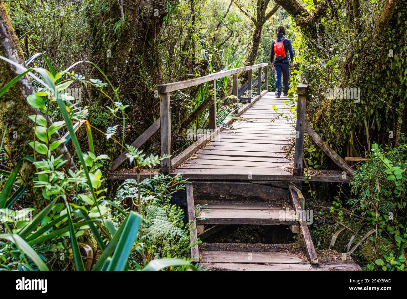 Chiloé National Park, Cucao, coastal mountain range, Chiloé Islands ...