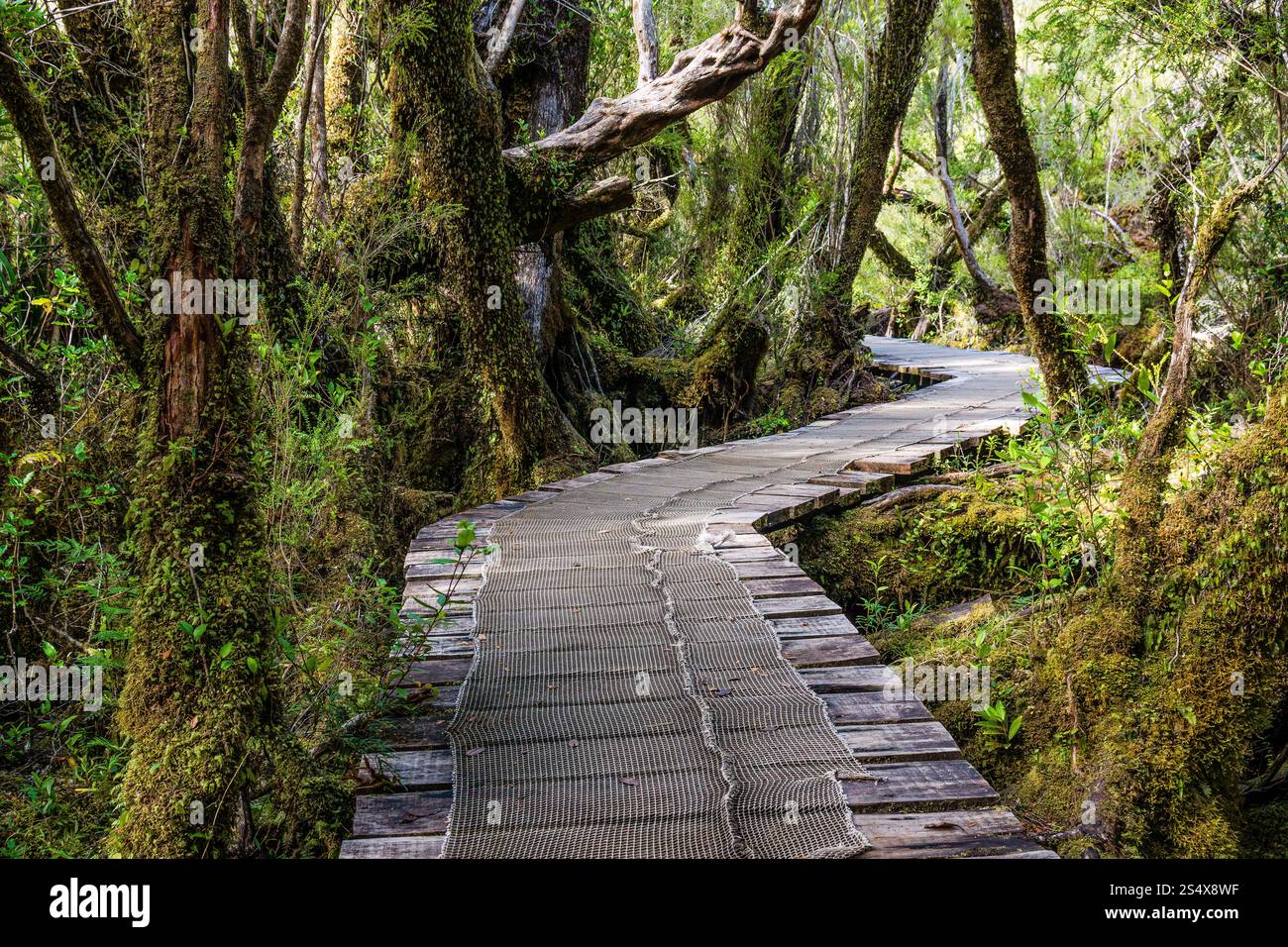 Chiloé National Park, Cucao, coastal mountain range, Chiloé Islands ...