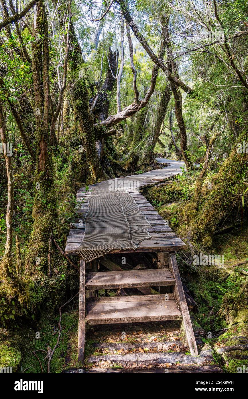 Chiloé National Park, Cucao, coastal mountain range, Chiloé Islands ...