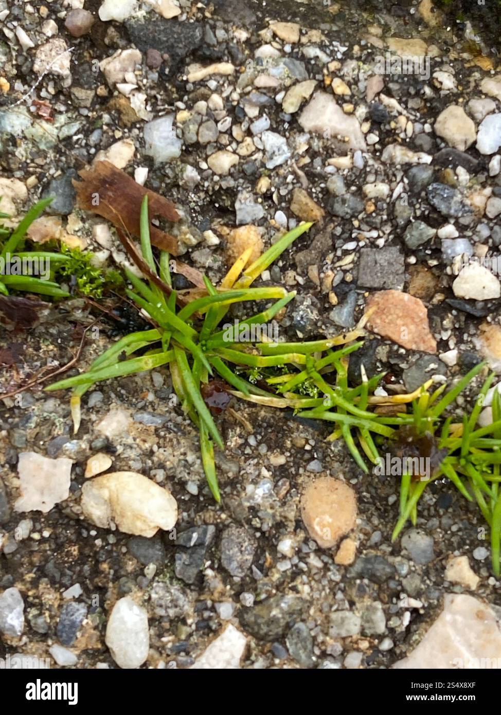 Procumbent Pearlwort (Sagina procumbens Stock Photo - Alamy