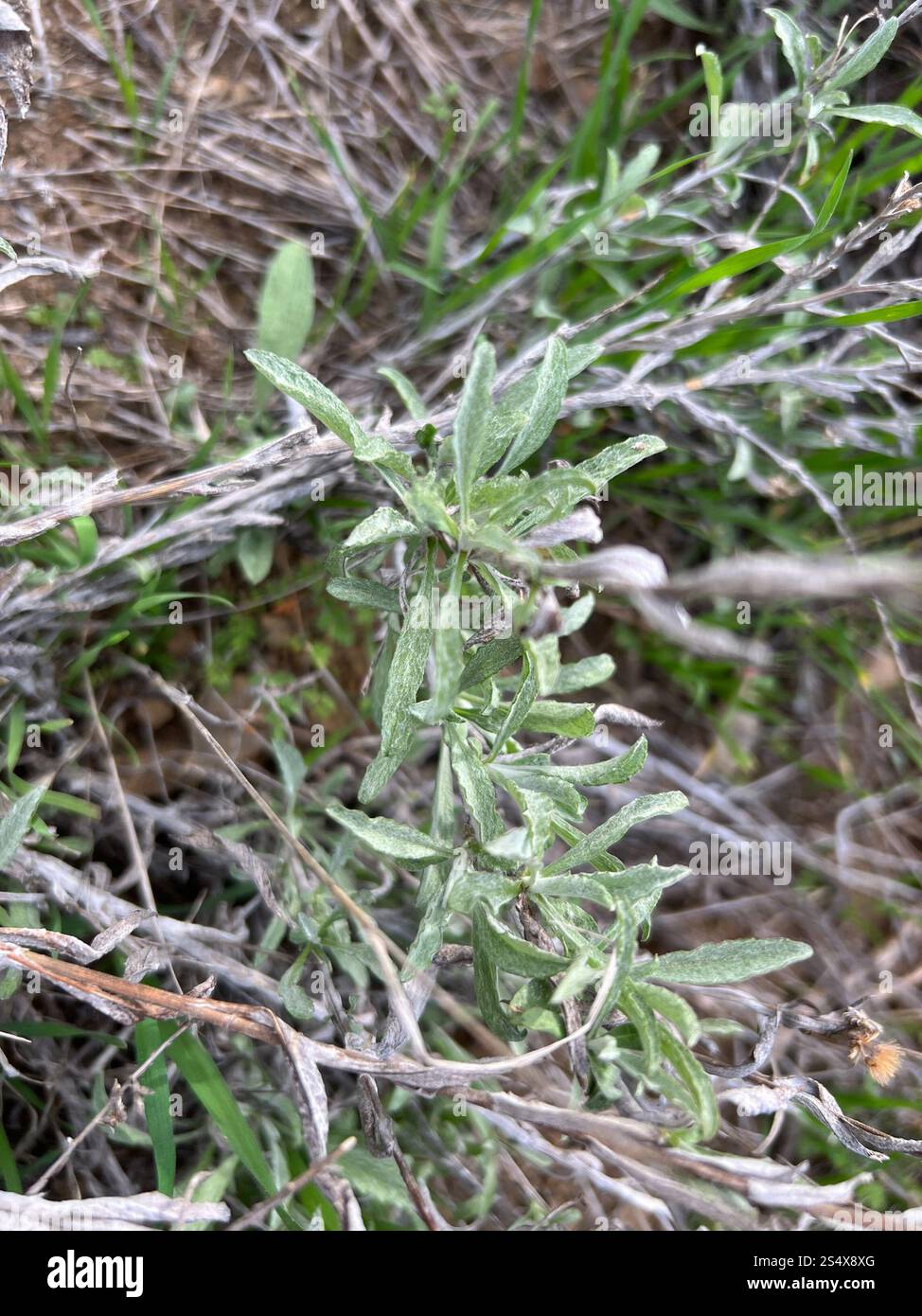 California Aster (Corethrogyne filaginifolia Stock Photo - Alamy