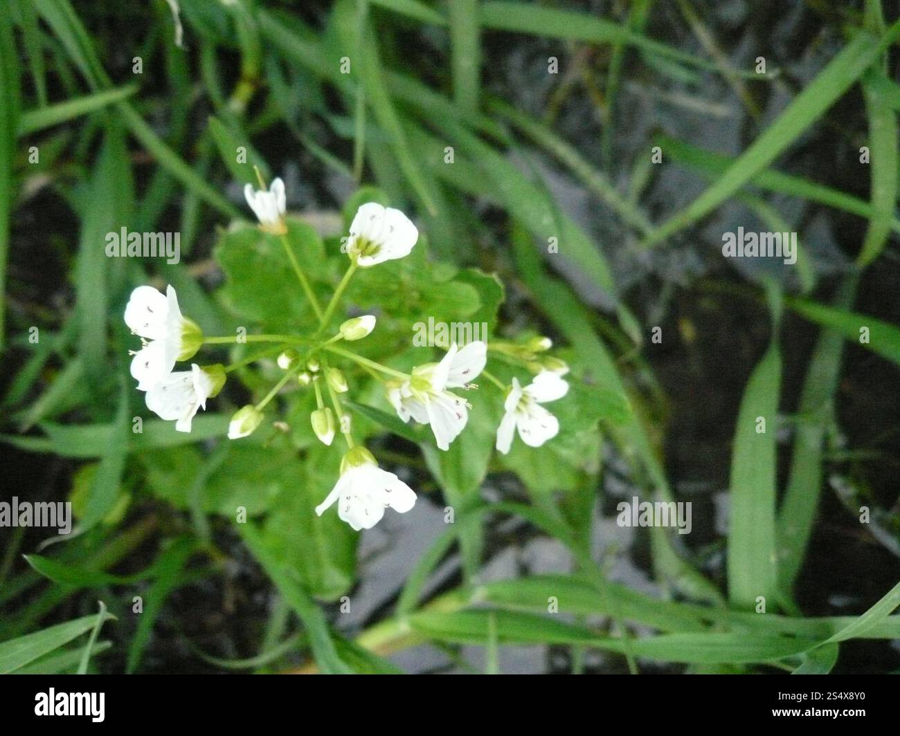 large bittercress (Cardamine amara Stock Photo - Alamy