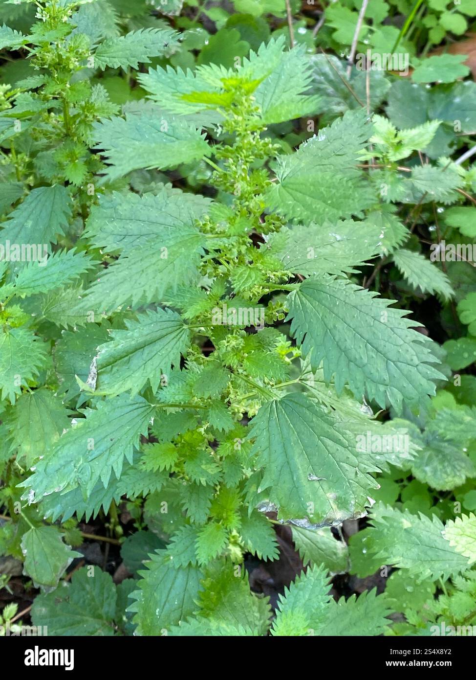 Dwarf Nettle (Urtica urens Stock Photo - Alamy