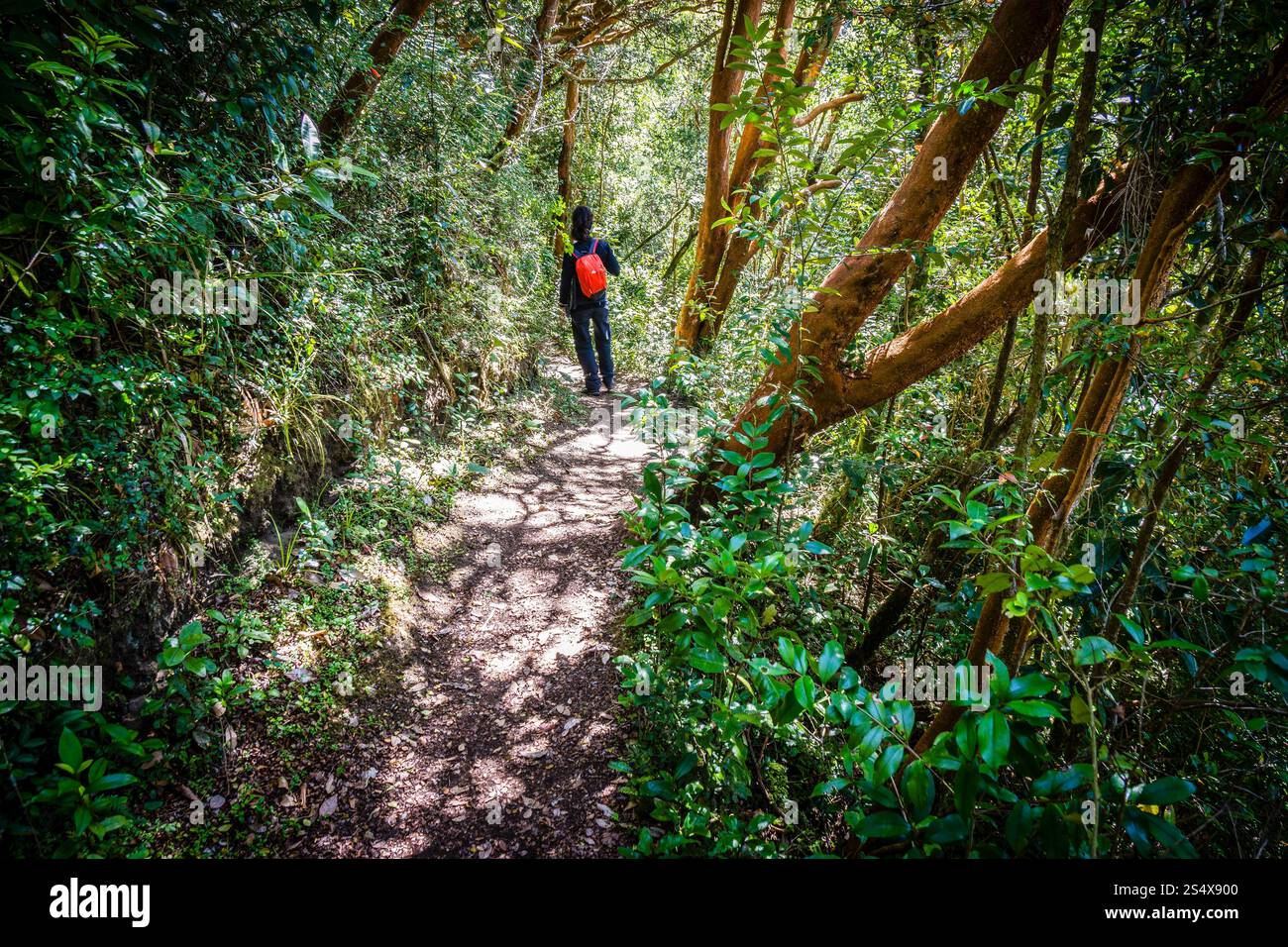 Chiloé National Park, Cucao, coastal mountain range, Chiloé Islands ...