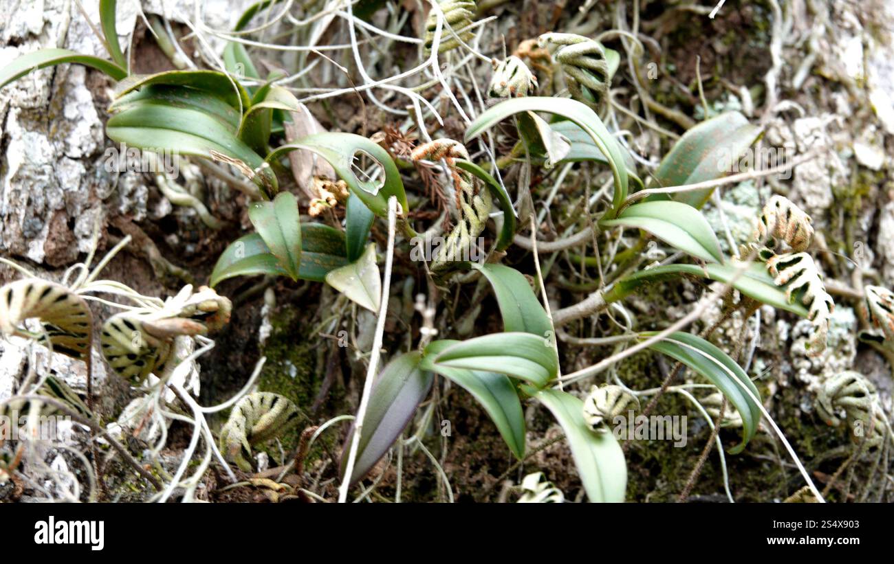 Greenfly Orchid (Epidendrum conopseum Stock Photo - Alamy
