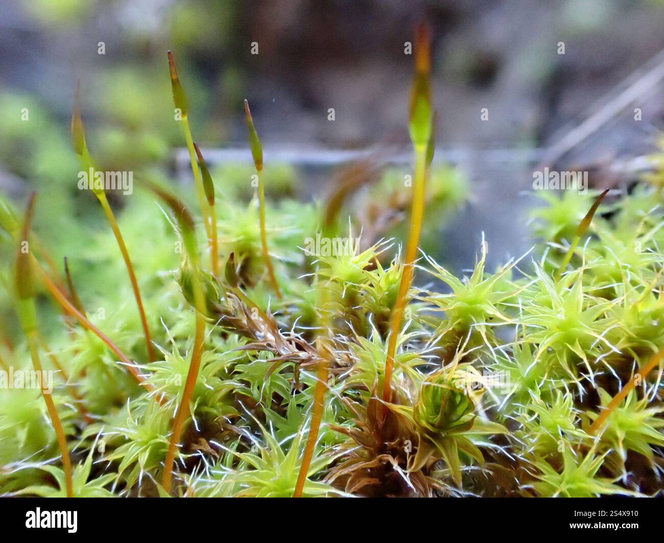 Sand-hill Screw-moss (Syntrichia ruraliformis Stock Photo - Alamy