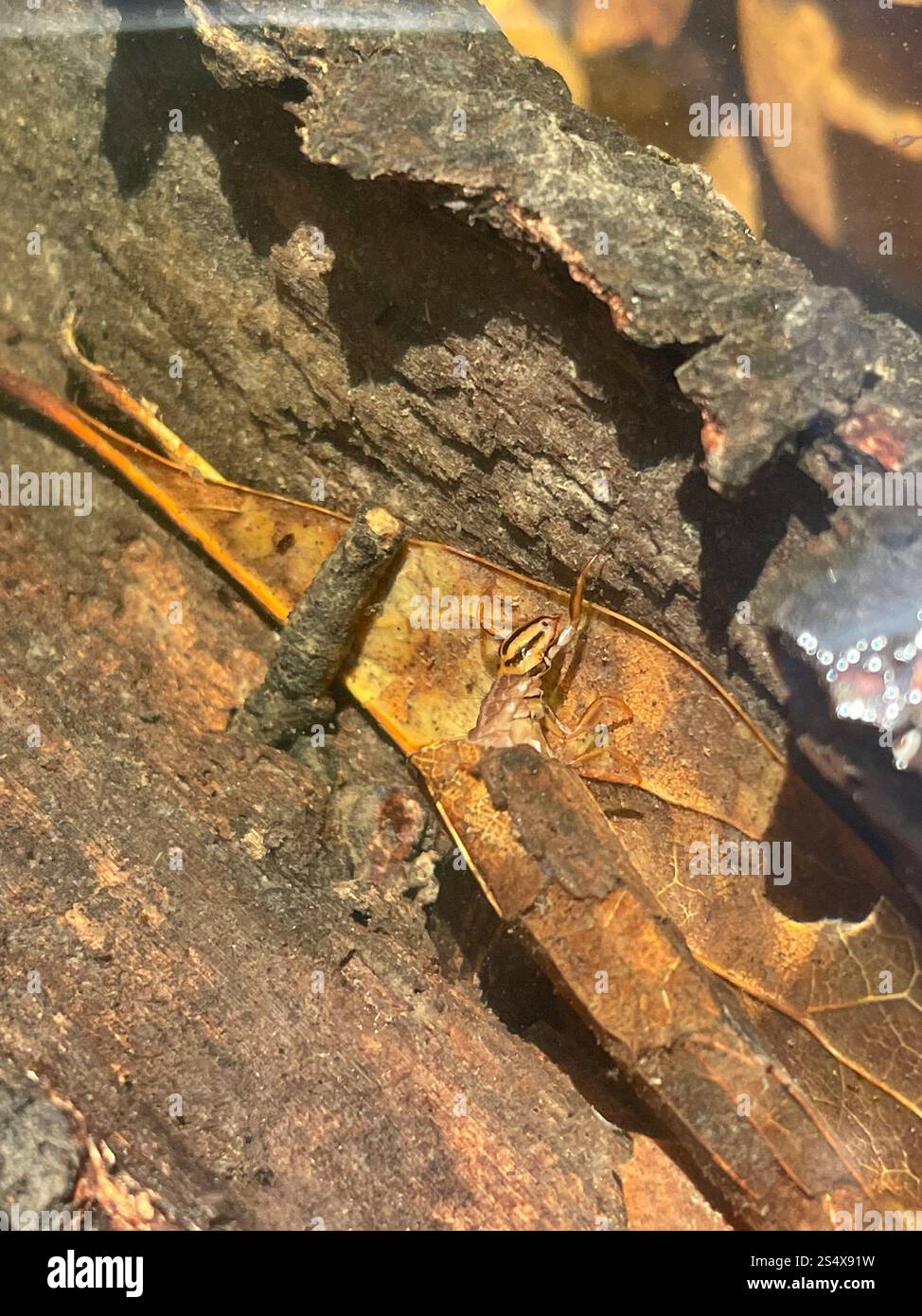 Giant Casemaker Caddisflies (Phryganeidae Stock Photo - Alamy