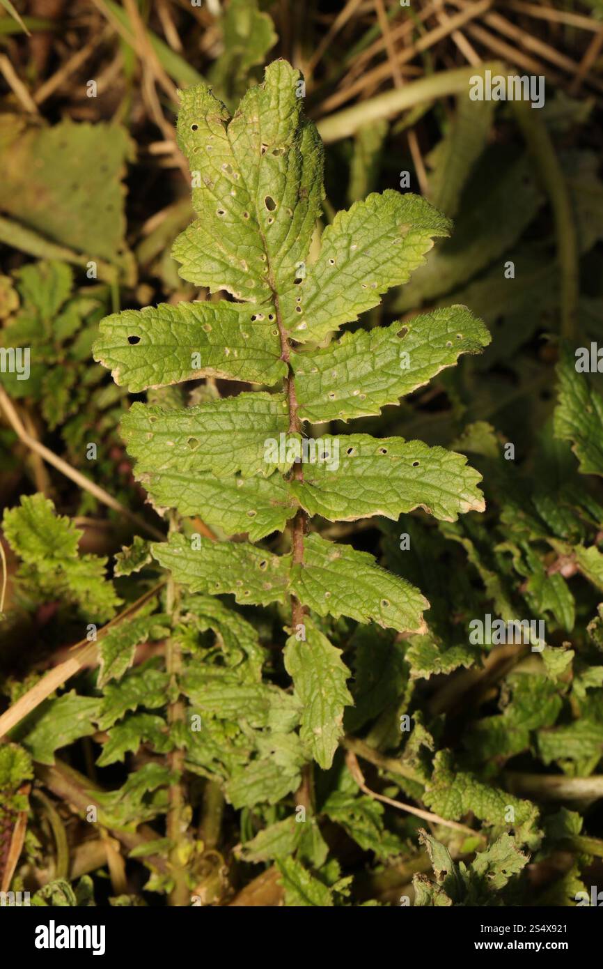Mediterranean Radish (Raphanus raphanistrum landra Stock Photo - Alamy