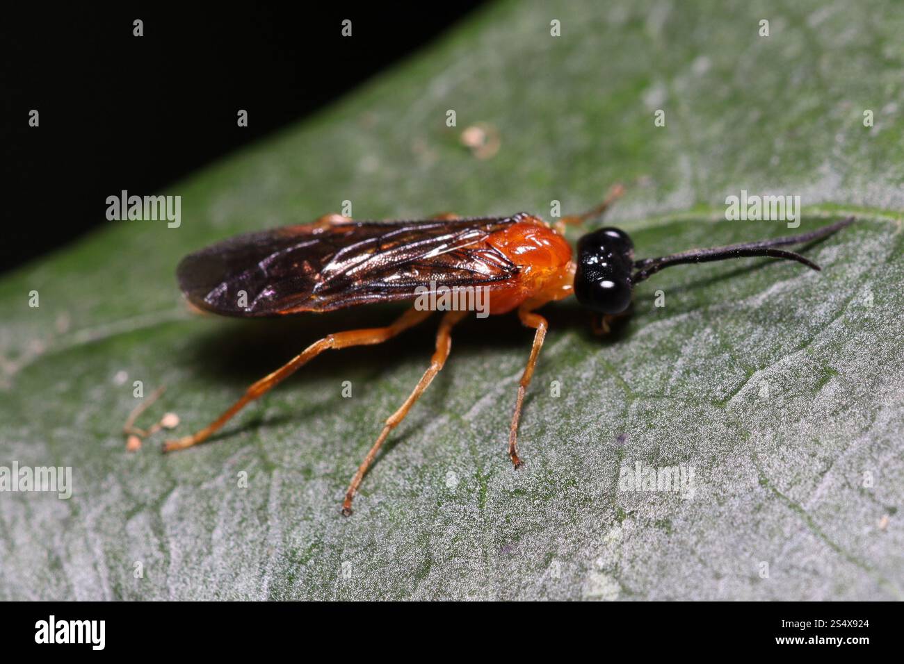 Common Sawflies (Tenthredinidae Stock Photo - Alamy