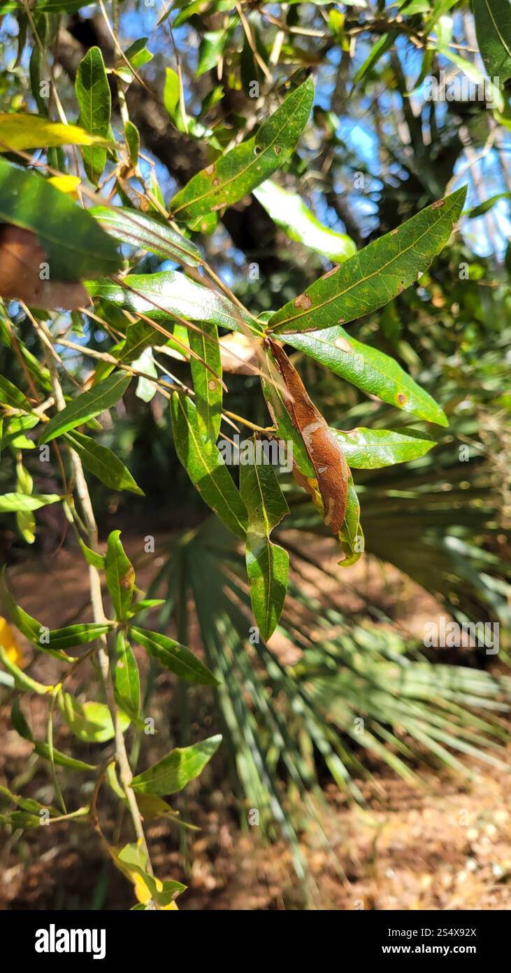 swamp laurel oak (Quercus laurifolia Stock Photo - Alamy