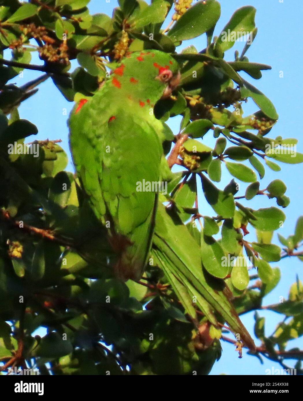 Cuban Parakeet (Psittacara euops Stock Photo - Alamy