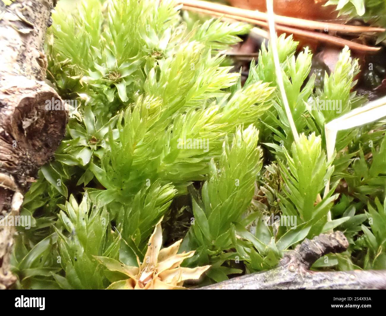 Horn Calcareous Moss (Mnium hornum Stock Photo - Alamy