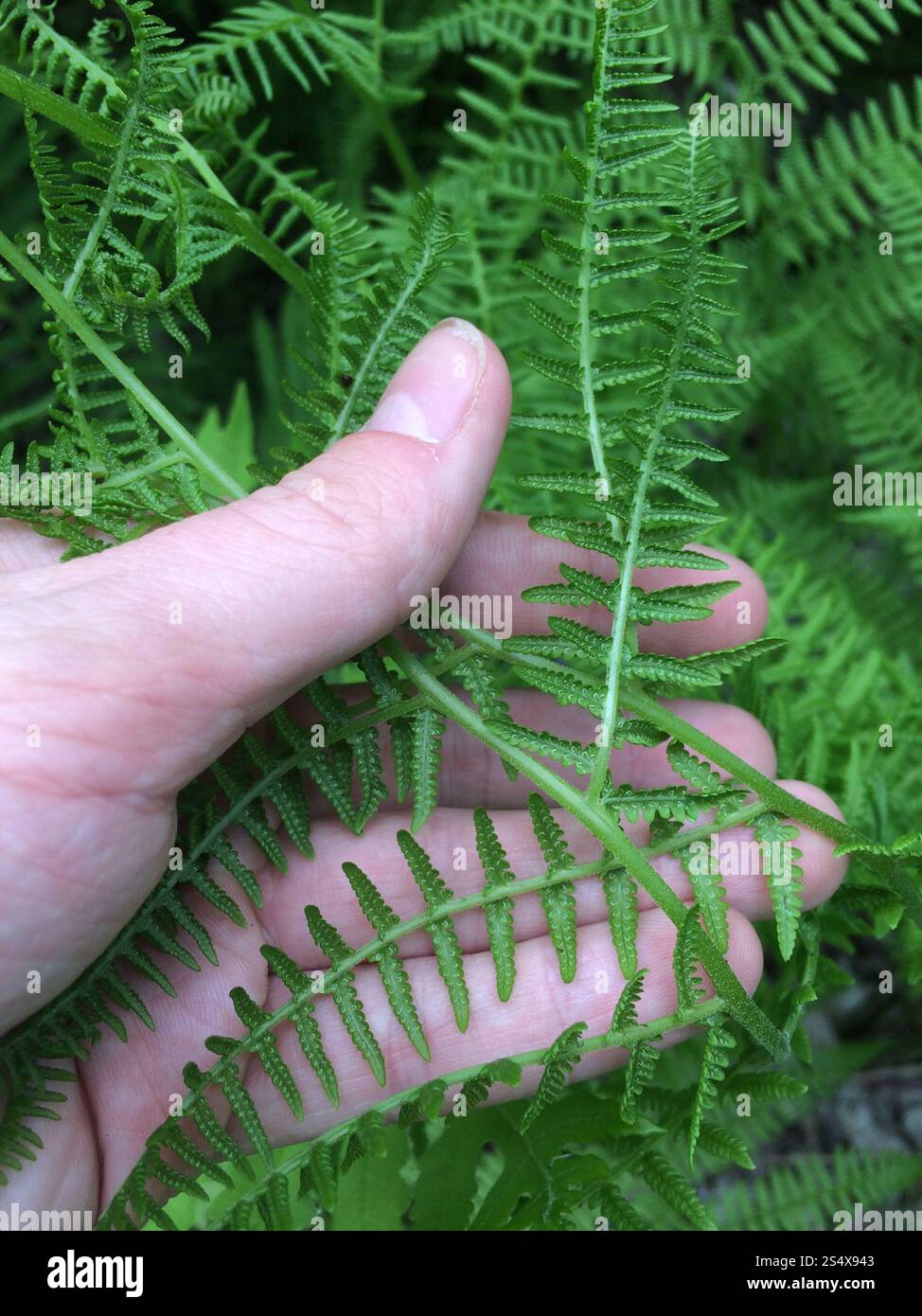 northern lady fern (Athyrium angustum Stock Photo - Alamy