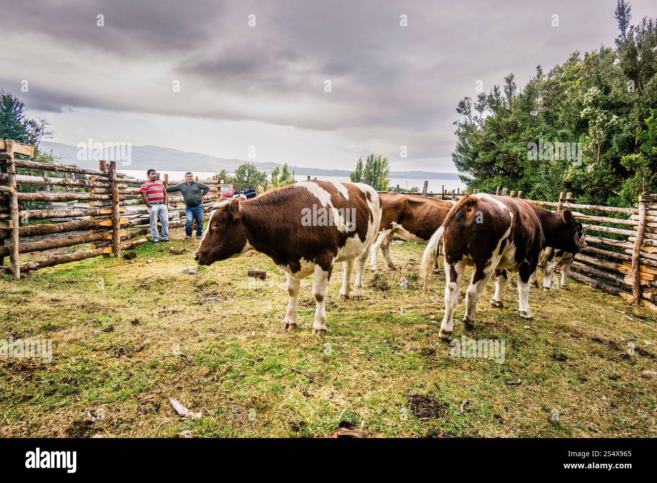 Chilote cattle farmers with their cows, Chiloé Archipelago, Chiloé ...