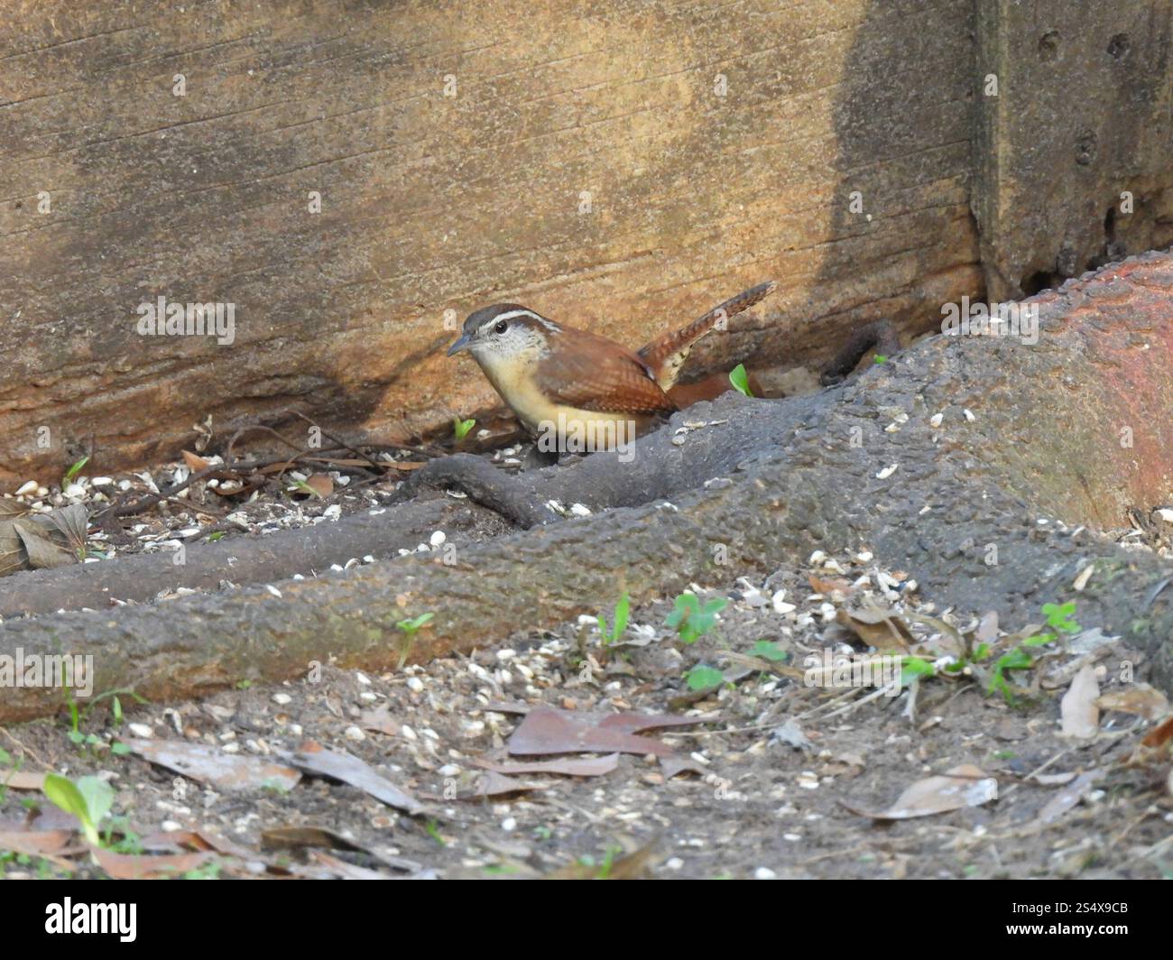Carolina Wren (Thryothorus ludovicianus Stock Photo - Alamy