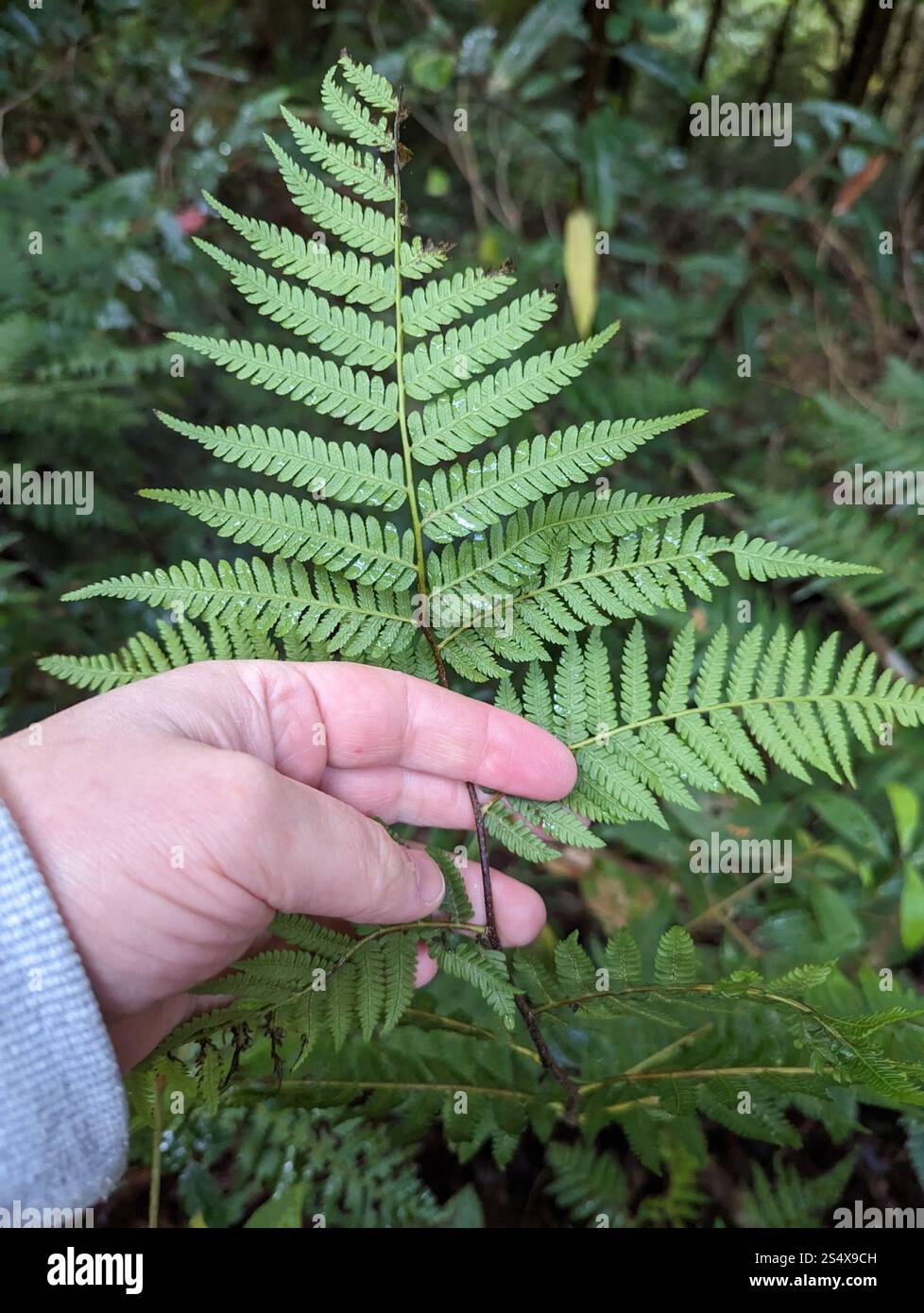 Spiny Tree Fern (Alsophila spinulosa Stock Photo - Alamy