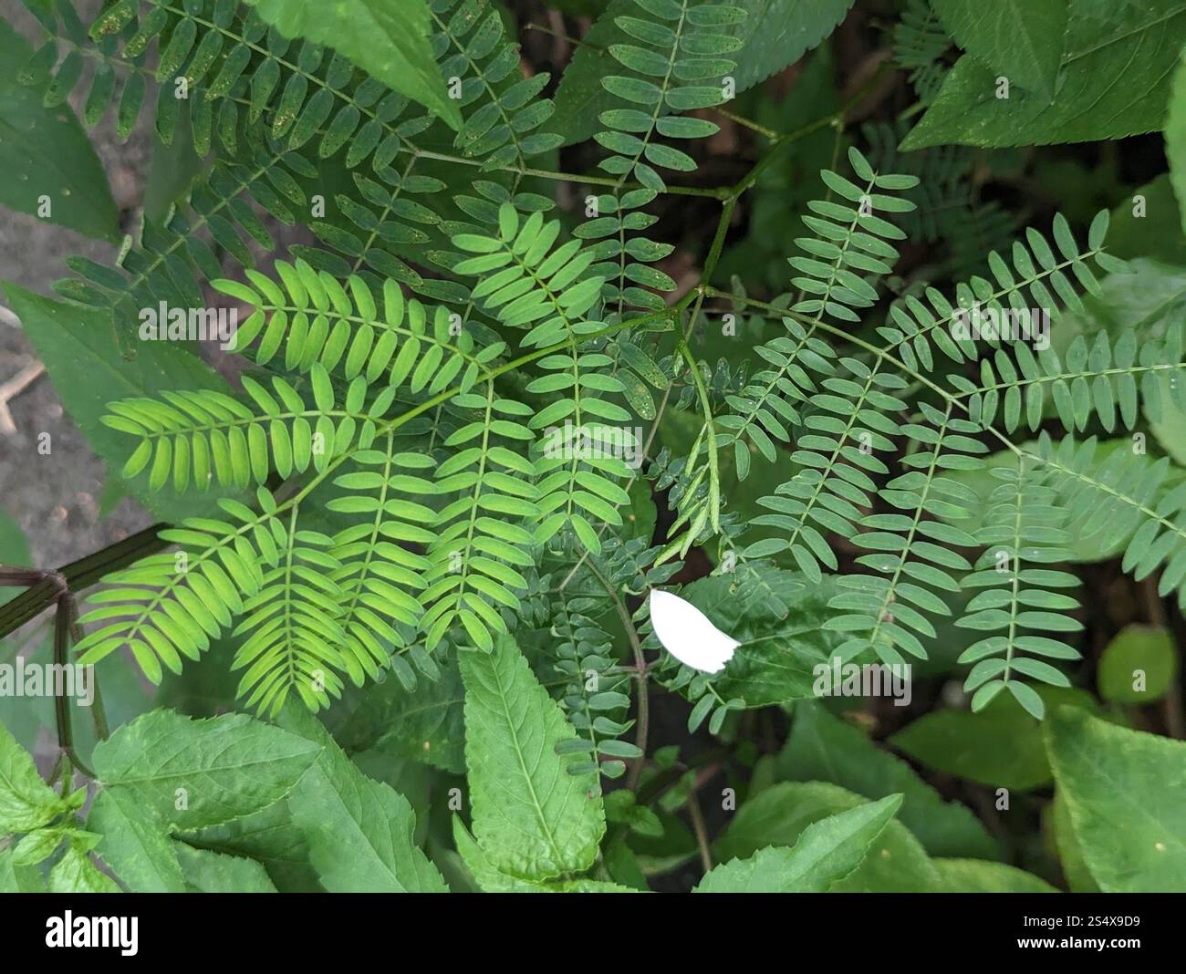 White leadtree (Leucaena leucocephala Stock Photo - Alamy