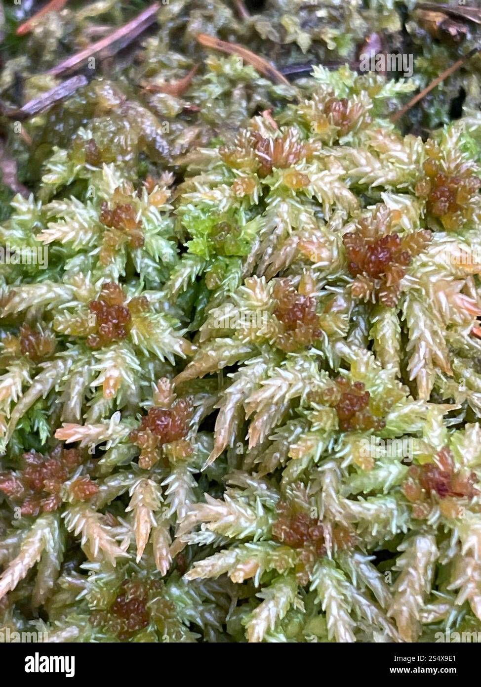Prairie Peatmoss (Sphagnum palustre Stock Photo - Alamy