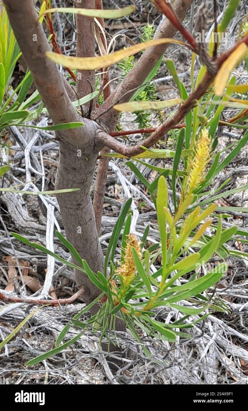 Broadleaf Featherbush (Aulax umbellata Stock Photo - Alamy