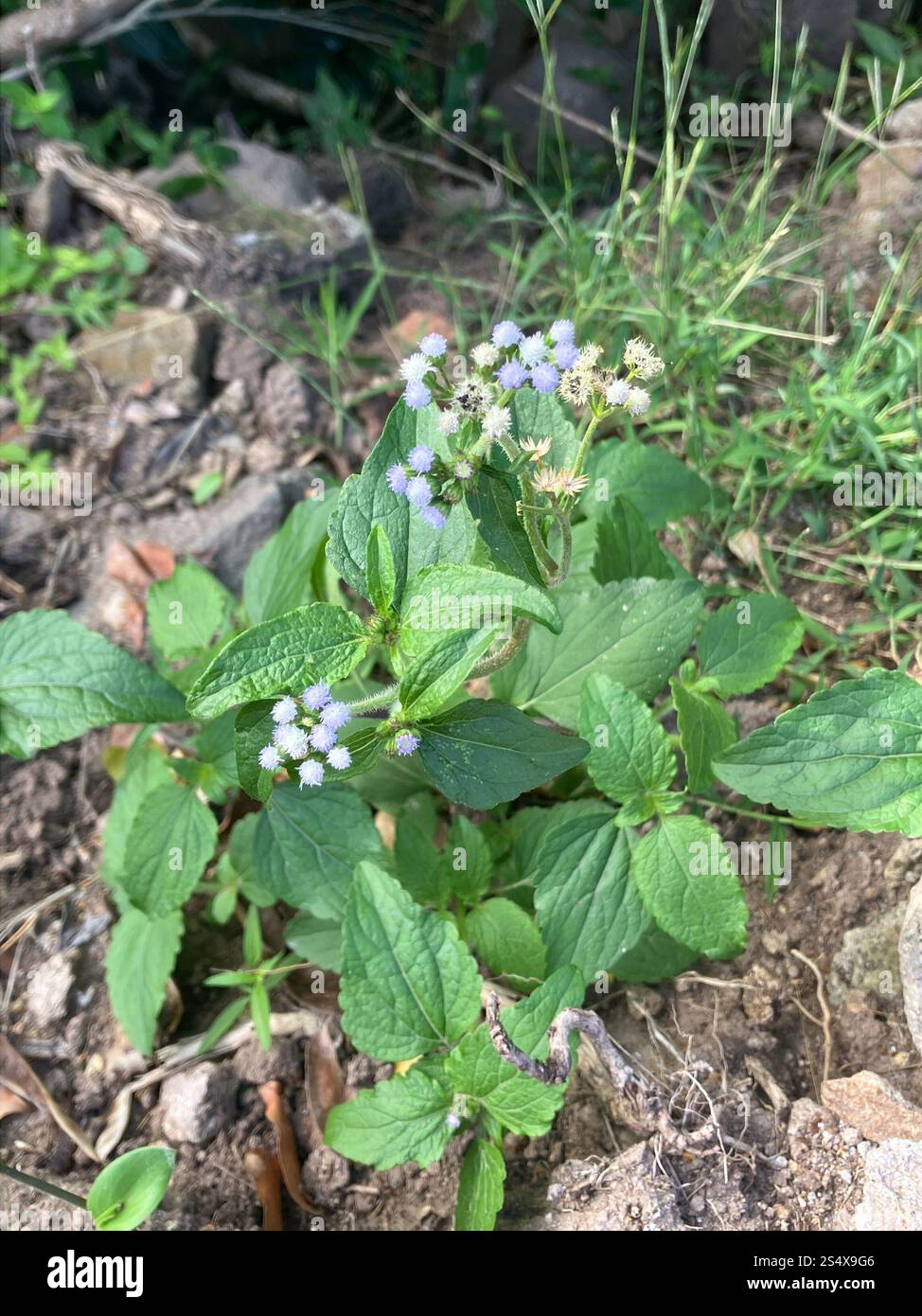 billygoat weed (Ageratum conyzoides Stock Photo - Alamy