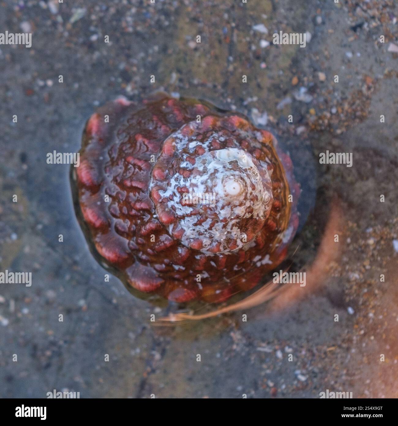 Wavy Turban (Megastraea undosa Stock Photo - Alamy