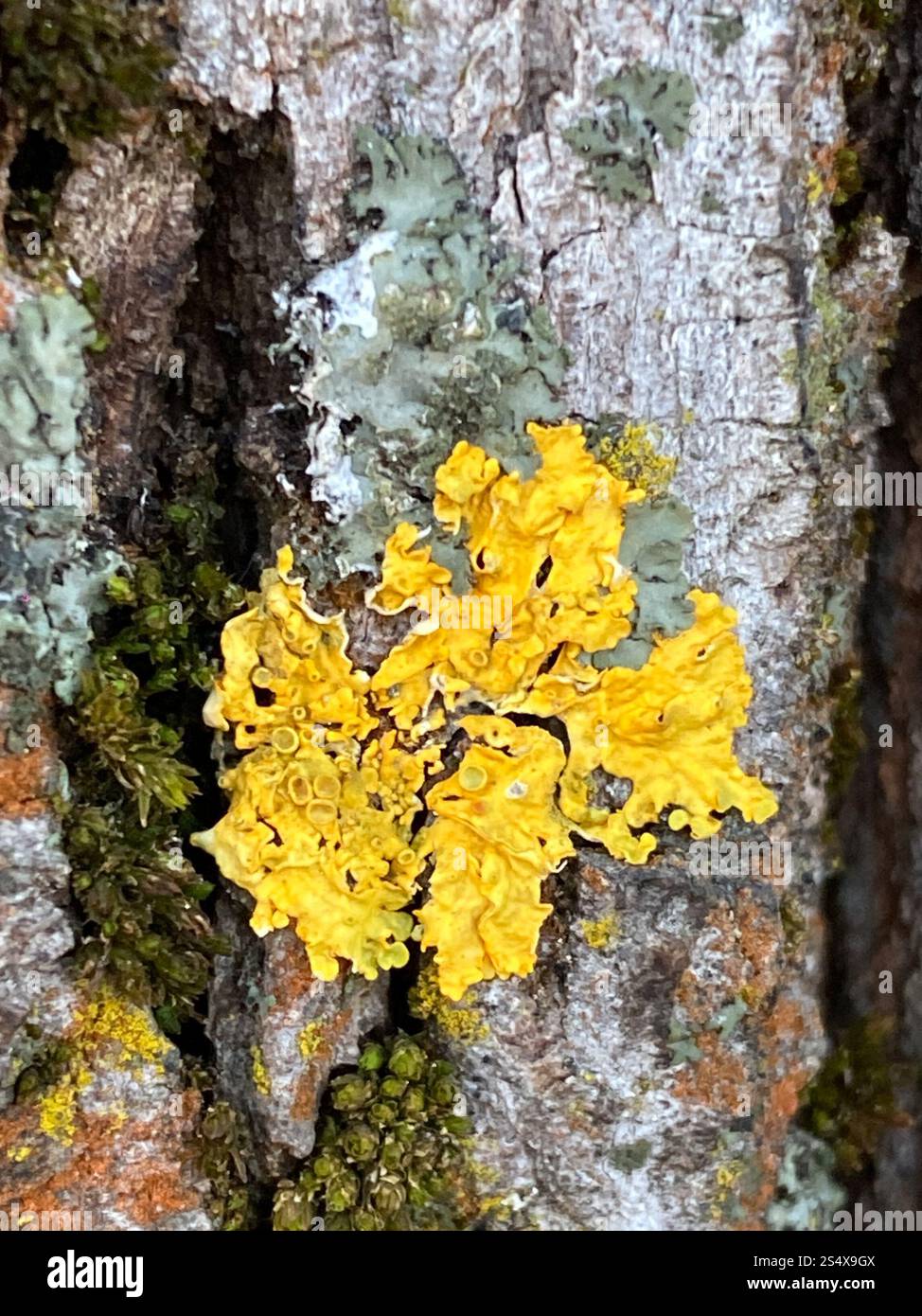 Common Sunburst Lichen (Xanthoria parietina Stock Photo - Alamy
