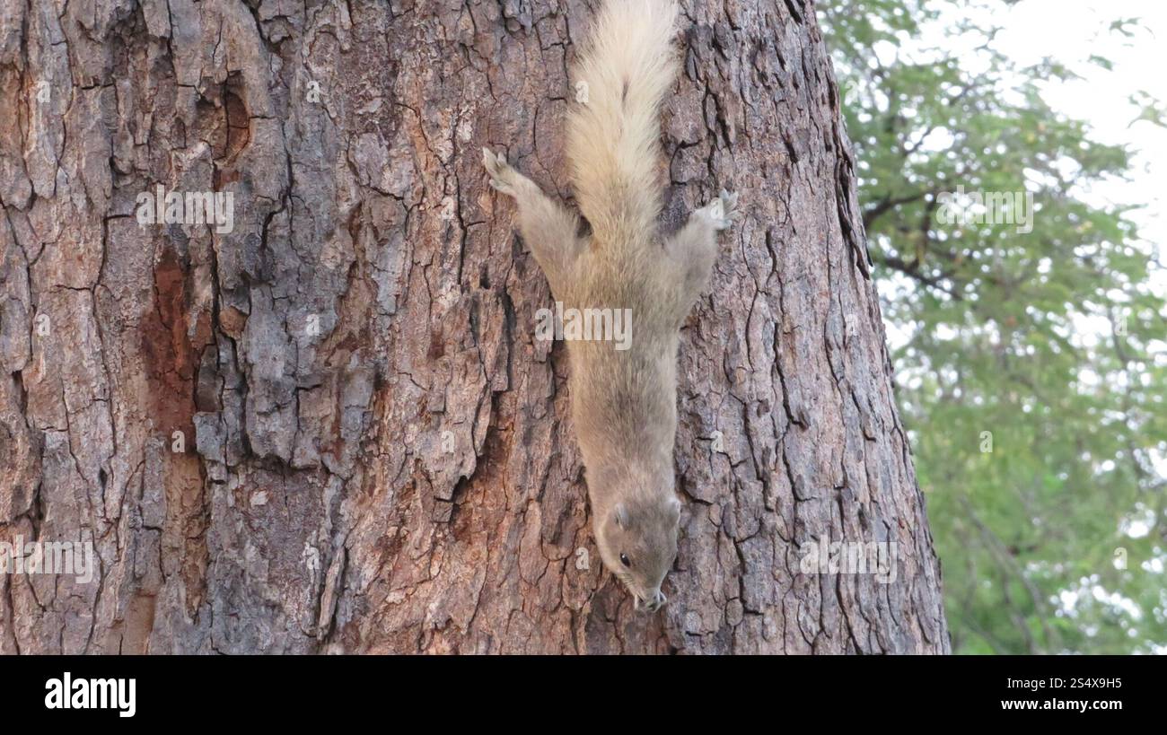 Finlayson's Squirrel (Callosciurus finlaysonii Stock Photo - Alamy