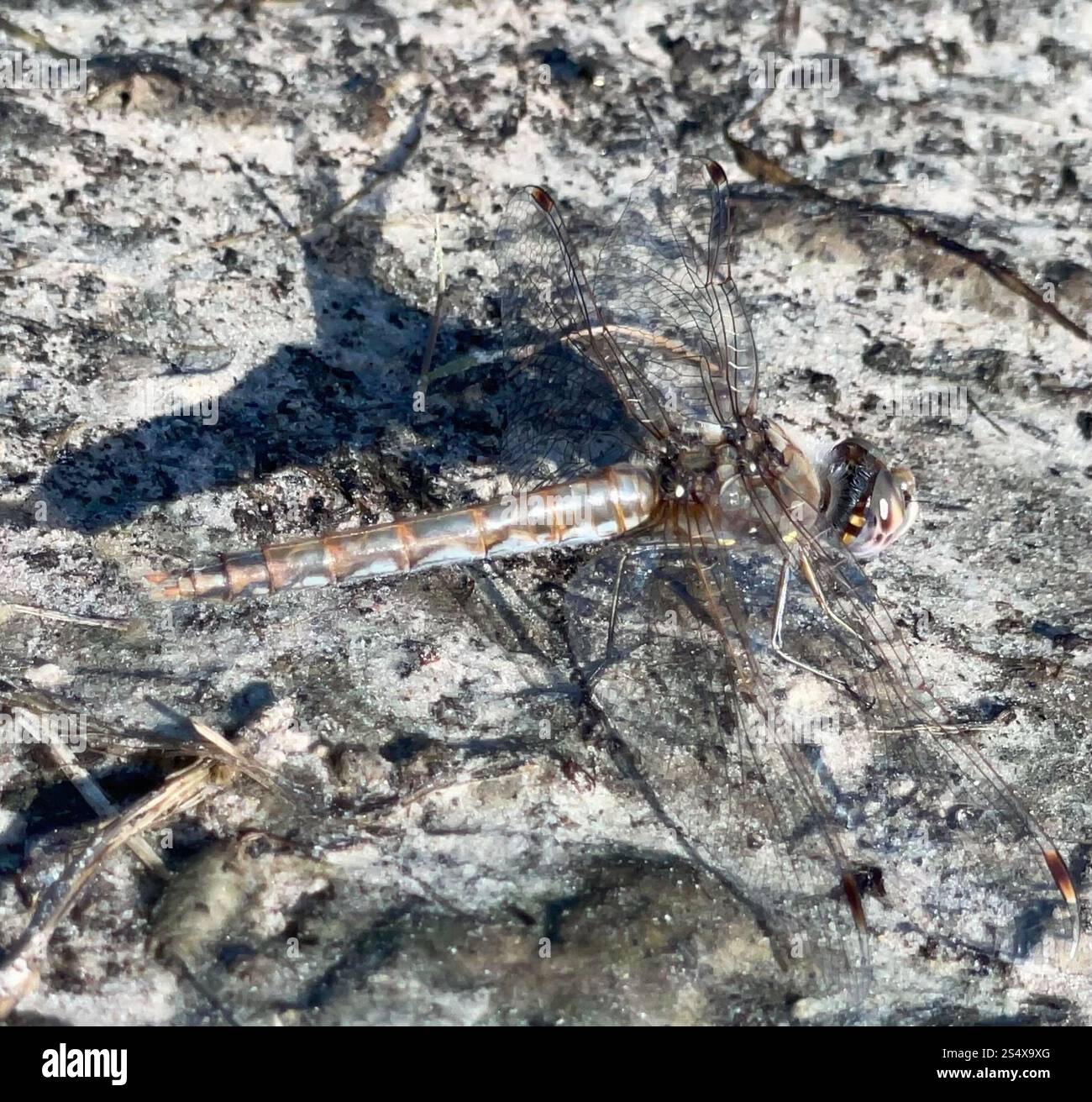 Variegated Meadowhawk (Sympetrum corruptum Stock Photo - Alamy