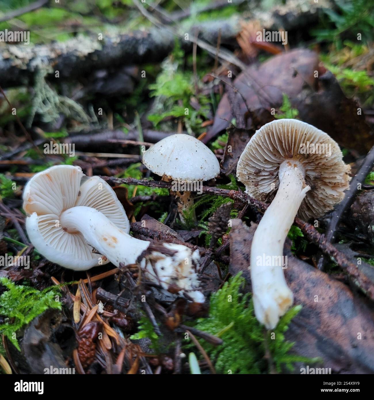 Fiber Caps (Inocybe Stock Photo - Alamy