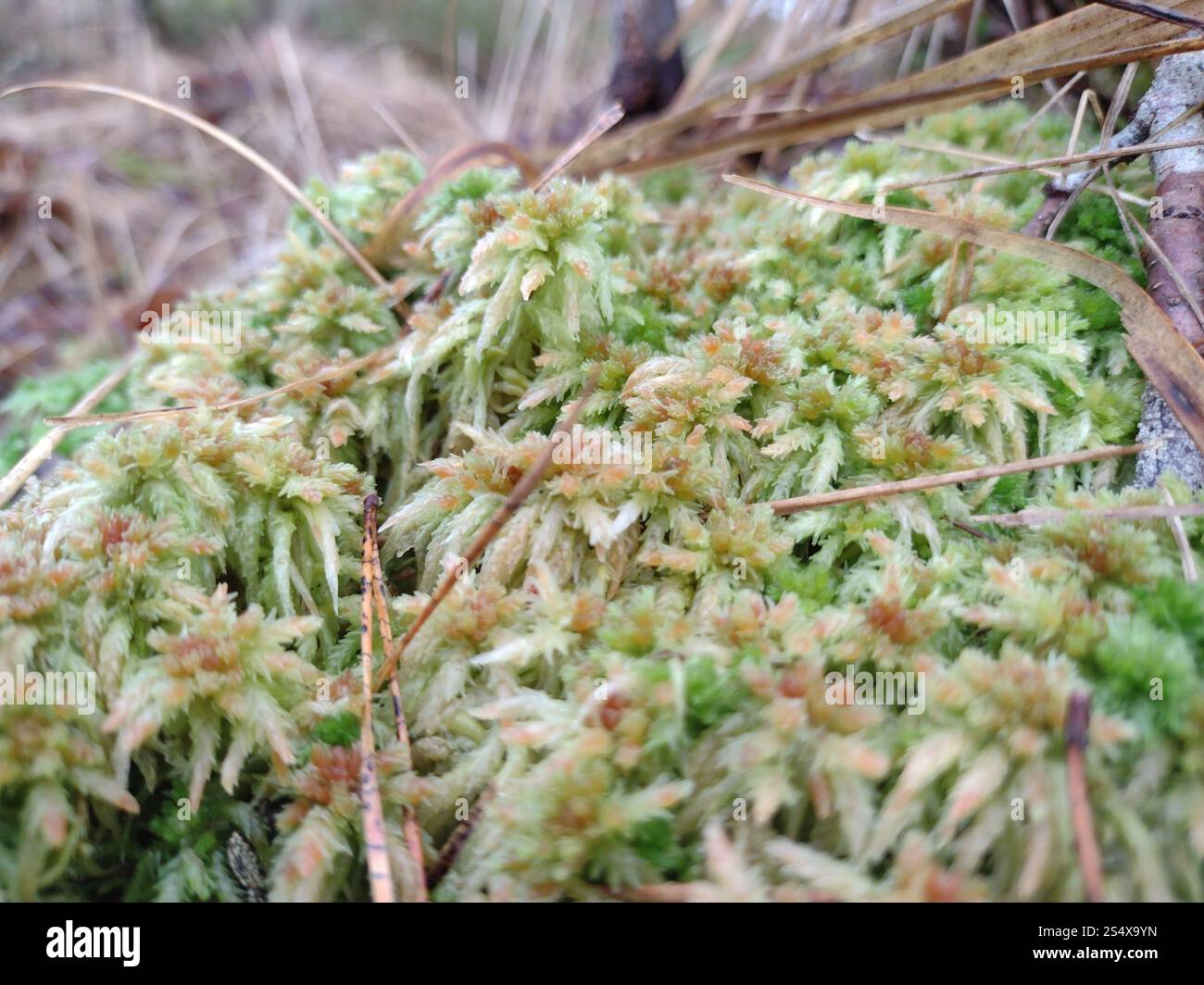 Sphagnum mosses (Sphagnum Stock Photo - Alamy