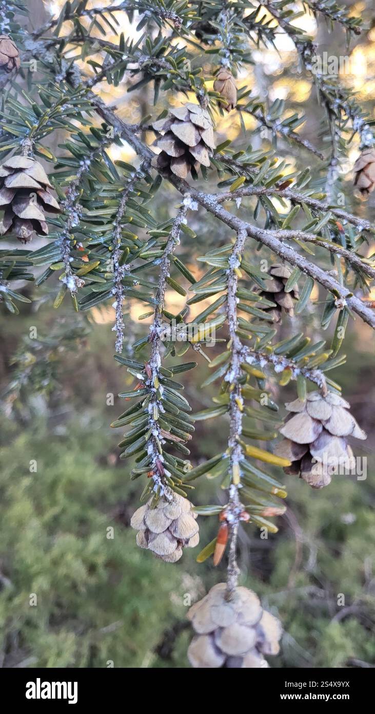 Hemlock Woolly Adelgid (Adelges tsugae Stock Photo - Alamy