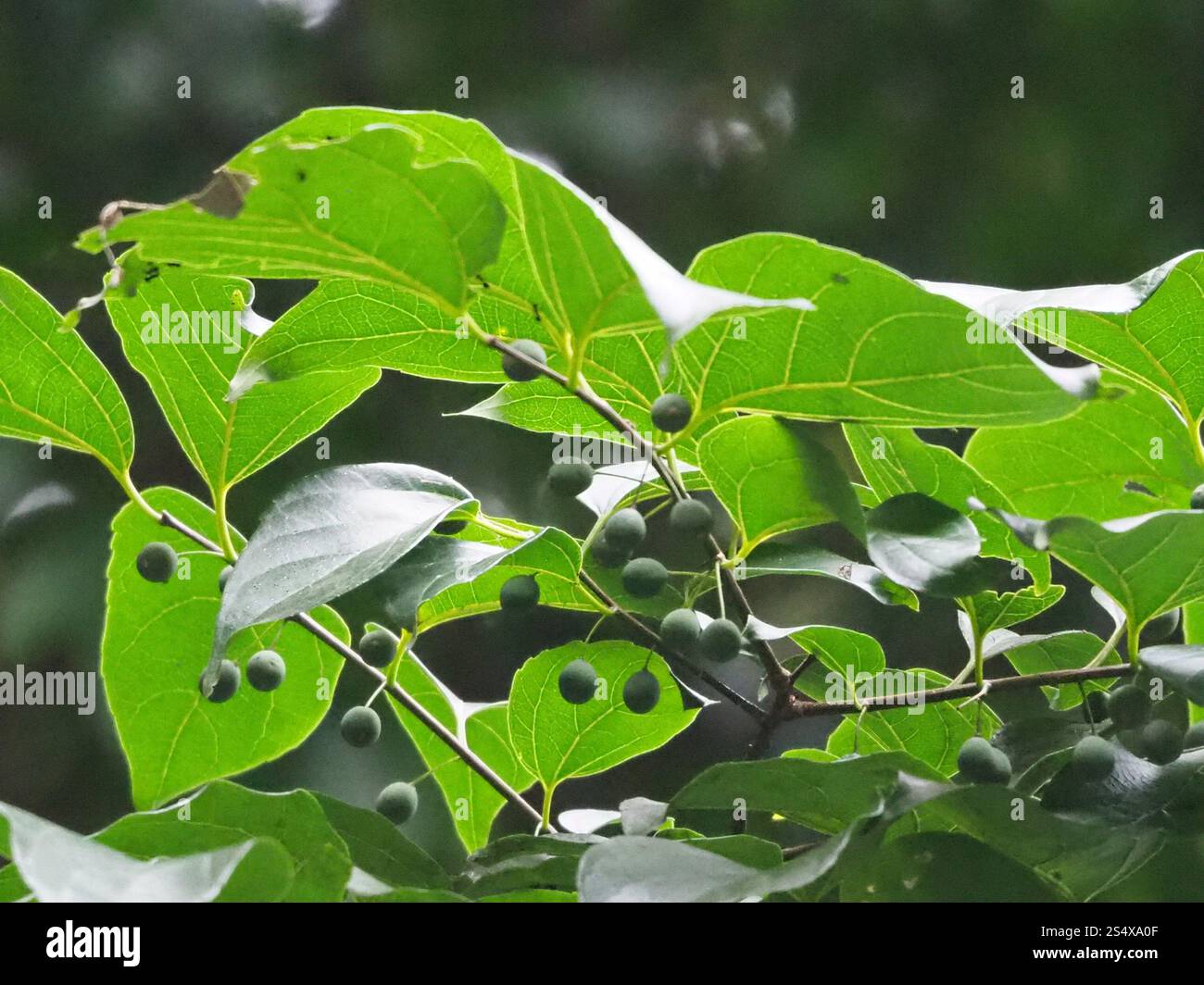 Nilgiri elm (Celtis tetrandra Stock Photo - Alamy