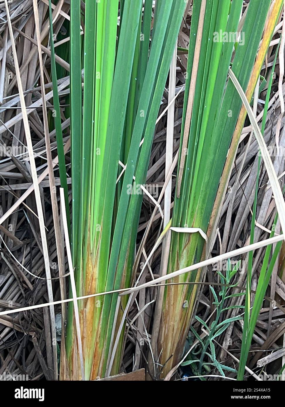 southern cattail (Typha domingensis Stock Photo - Alamy