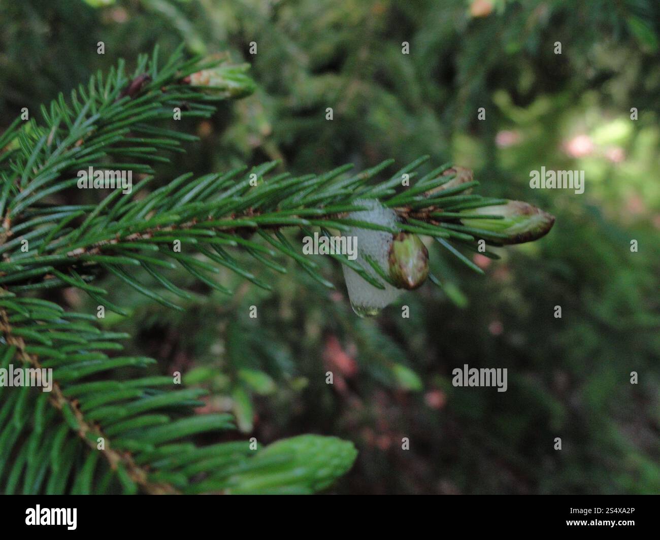 red spruce (Picea rubens Stock Photo - Alamy