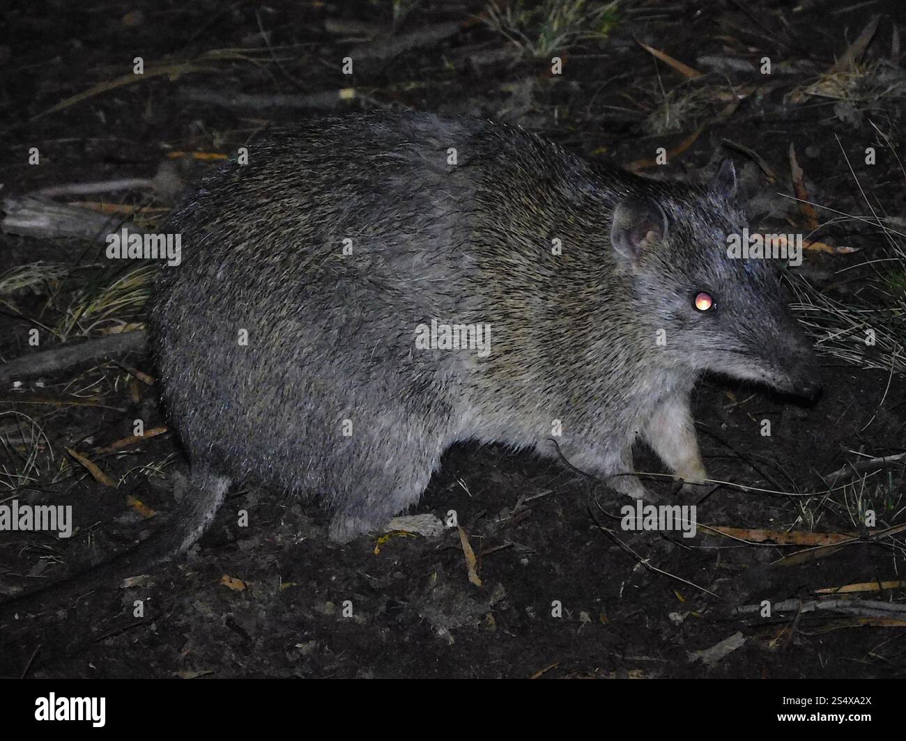 Southern Brown Bandicoot (Isoodon obesulus Stock Photo - Alamy