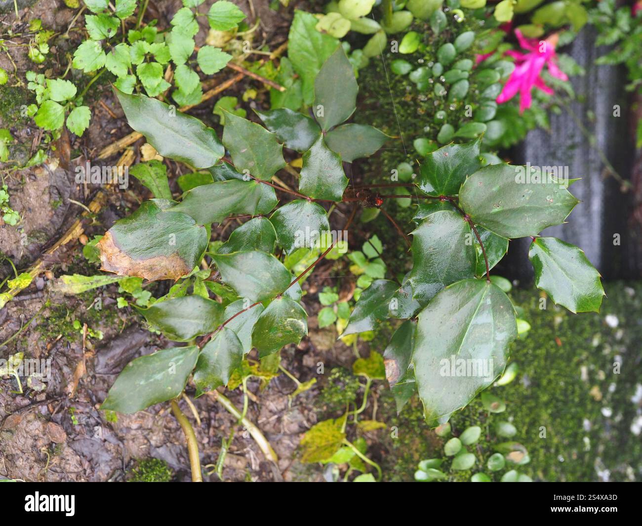 Japanese Mahonia (Berberis japonica Stock Photo - Alamy