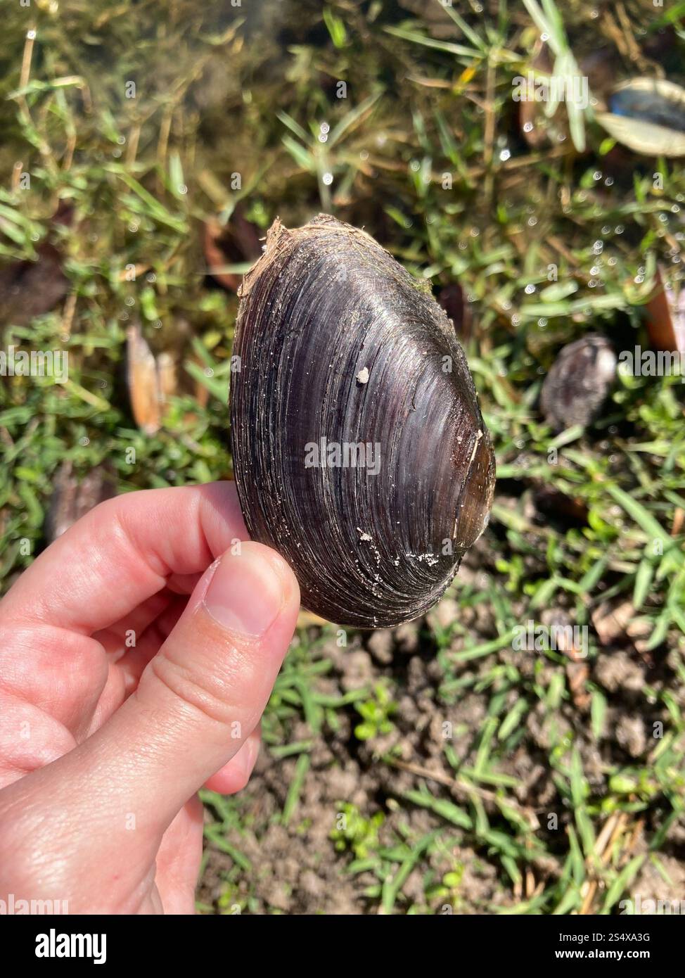 Florida Spike (Elliptio jayensis Stock Photo - Alamy