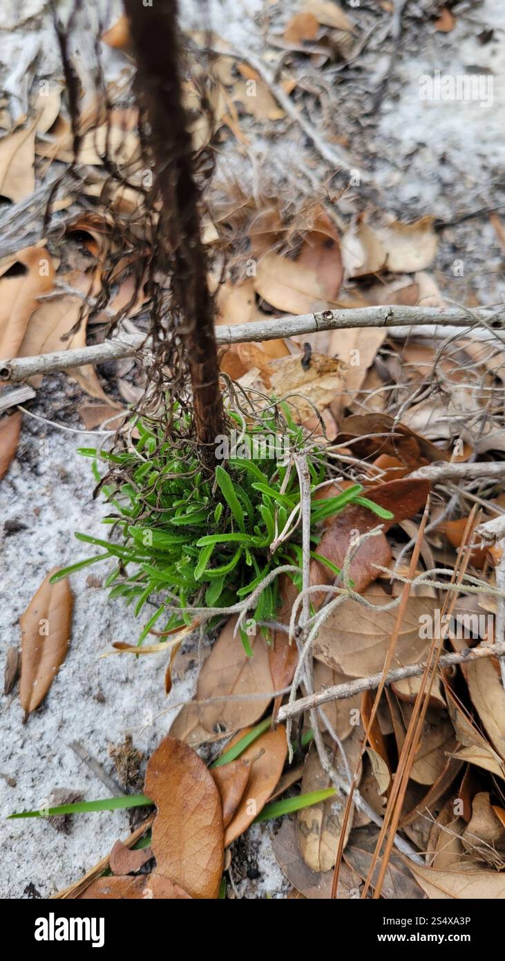 coastal plain honeycombhead (Balduina angustifolia Stock Photo - Alamy