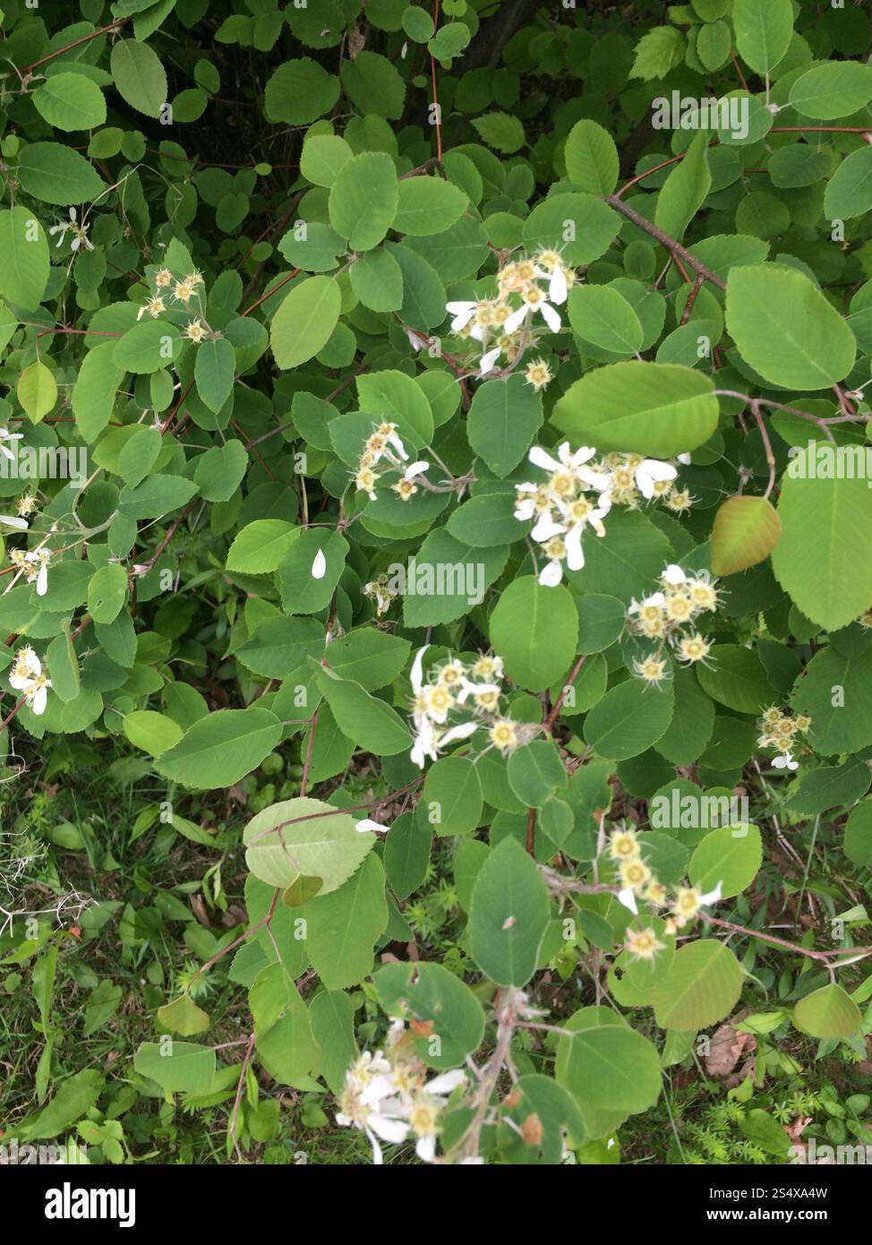 roundleaf shadbush (Amelanchier sanguinea Stock Photo - Alamy