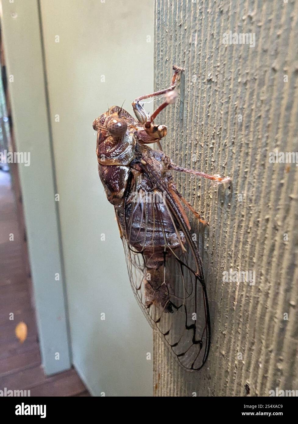 Razor Grinder (Henicopsaltria eydouxii Stock Photo - Alamy
