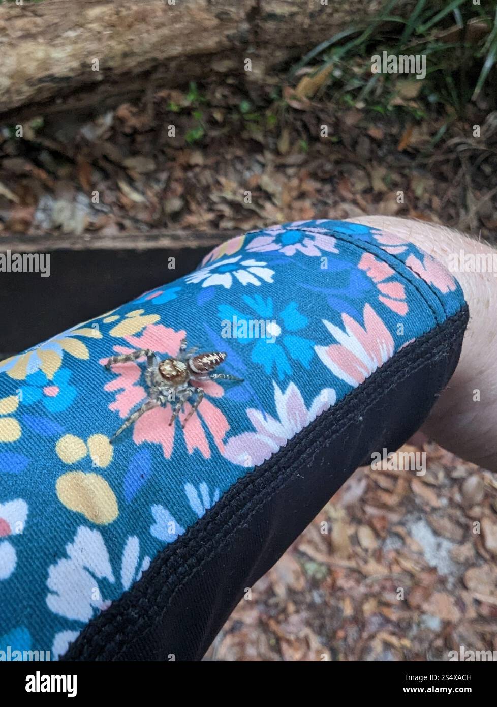 Garden Jumping Spiders (Opisthoncus Stock Photo - Alamy