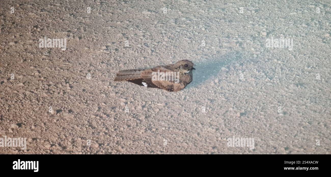 Spotted nightjar hi-res stock photography and images - Alamy