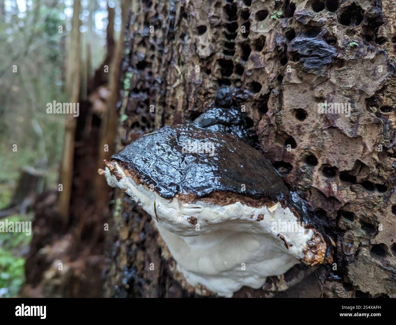 Northern Red Belt (Fomitopsis mounceae Stock Photo - Alamy